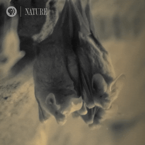 Bat Cave GIFs - Get the best GIF on GIPHY