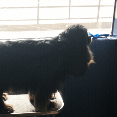 Dog Show Dogs GIF by Westminster Kennel Club - Find & Share on GIPHY