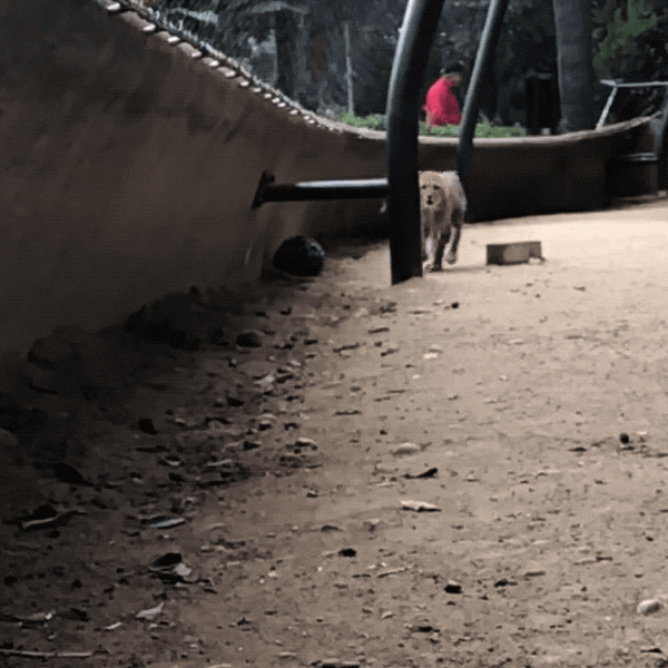 Happy Baby Animals GIF by San Diego Zoo - Find & Share on GIPHY