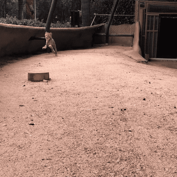 Happy Baby Animals GIF by San Diego Zoo - Find & Share on GIPHY