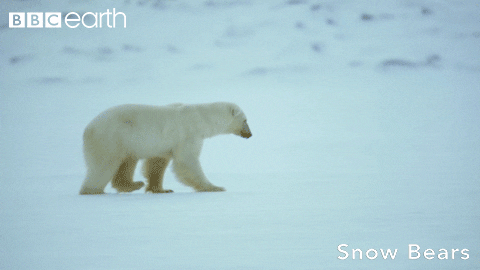 Fail Polar Bear GIF by BBC Earth - Find & Share on GIPHY
