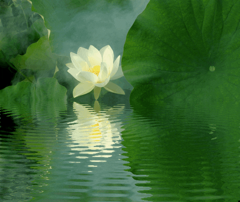 Green Background Hd Gif