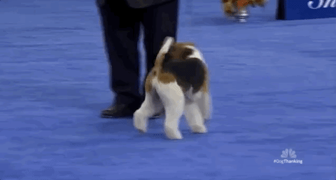 National Dog Show 2018 GIF by NBC - Find & Share on GIPHY
