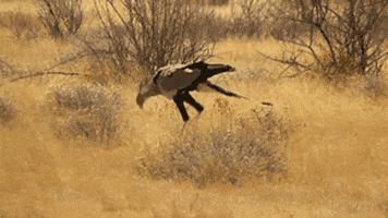 Bird Jumping GIF - Find & Share on GIPHY