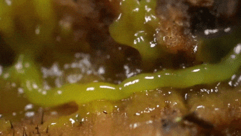 Slime Mold GIF - Find & Share on GIPHY