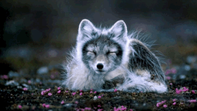 Foxes GIF - Find & Share on GIPHY