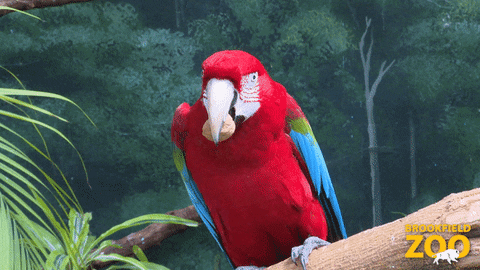 Macaw GIFs - Find & Share on GIPHY