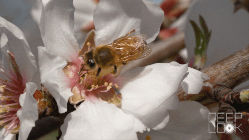 Honey Bees GIF by PBS Digital Studios - Find & Share on GIPHY
