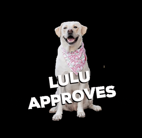 Dog Approve GIF by Paw-Berries - Find & Share on GIPHY