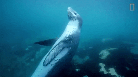 Leopard Seal GIFs - Find & Share on GIPHY