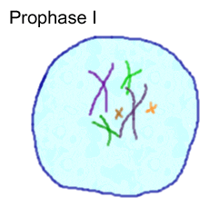 Prophase GIFs - Find & Share on GIPHY