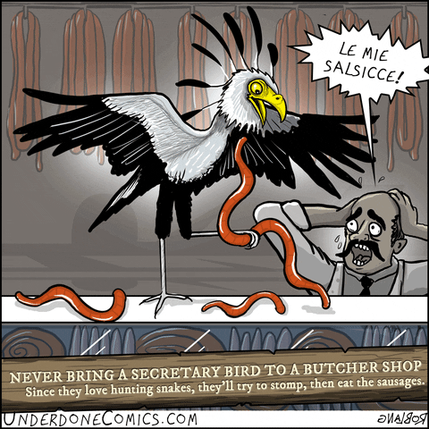 Secretary Bird GIFs - Get the best GIF on GIPHY