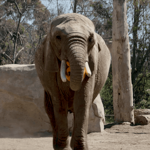 GIF by San Diego Zoo - Find & Share on GIPHY