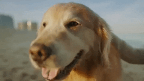 Golden Retriever Beach GIF by ADWEEK - Find & Share on GIPHY