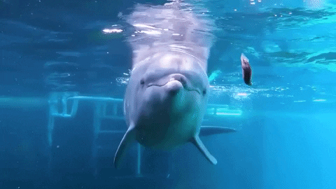 Clearwater Marine Aquarium GIF - Find & Share on GIPHY