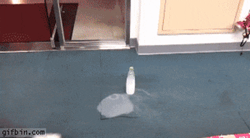 Check GIF - Find & Share on GIPHY