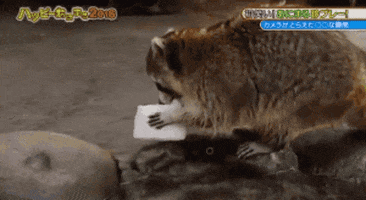 Raccoon GIF - Find & Share on GIPHY