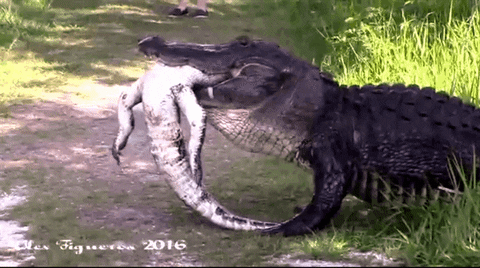Crocodile bites tourist's leg in Australia (vid)