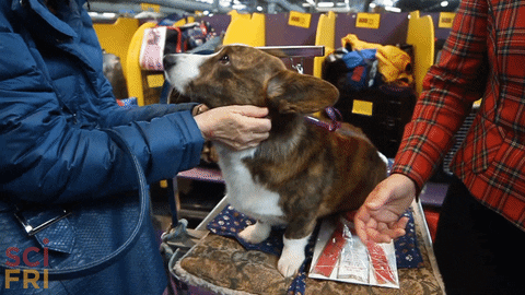 Dog GIF by Science Friday - Find & Share on GIPHY