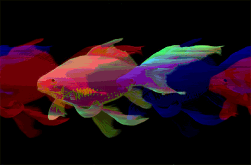 Glitch Goldfish GIF by Tara - Find & Share on GIPHY