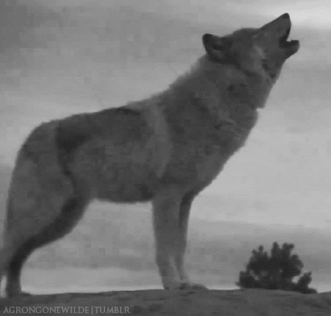 Wolf GIF - Find & Share on GIPHY