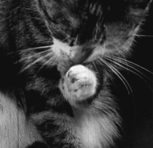 Cat Vintage GIF - Find & Share on GIPHY