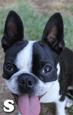 Boston Terrier GIF - Find & Share on GIPHY
