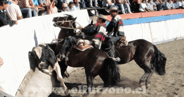 Rodeo GIF - Find & Share on GIPHY