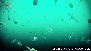 Plankton GIF - Find & Share on GIPHY