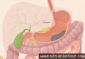 Stomach GIF - Find & Share on GIPHY