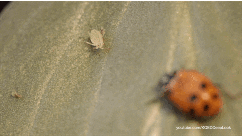 Ladybug GIF - Find & Share on GIPHY