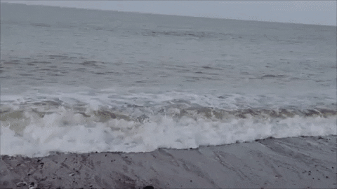 Water Beach GIF by Rhiannon Giddens - Find & Share on GIPHY