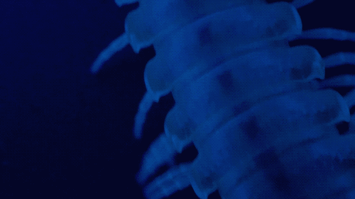 Beetle Deep Look GIF by PBS Digital Studios - Find & Share on GIPHY