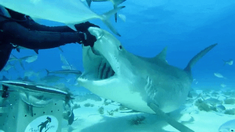 Shark Week Immersion GIF by Shark Week - Find & Share on GIPHY