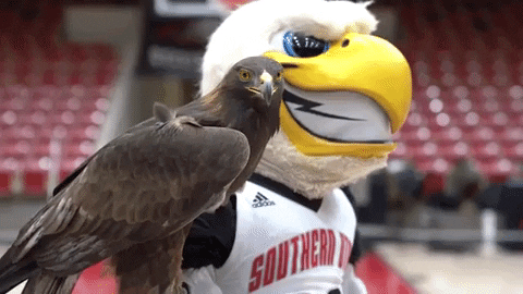 Thor Birds GIF by Southern Utah University - Find & Share on GIPHY