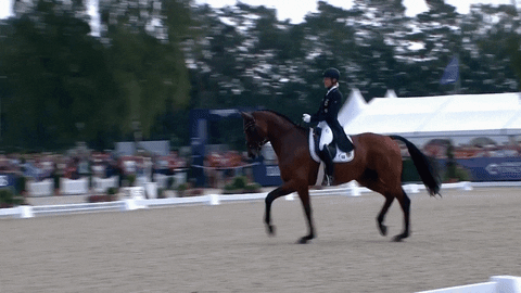 Zooming Cross Country GIF by FEI Global - Find & Share on GIPHY