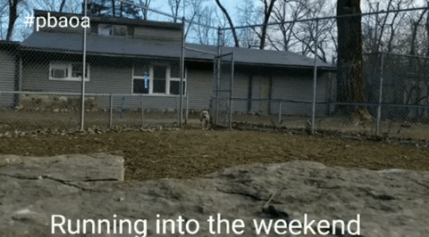 Happy Pit Bull GIF by Pit Bull Advocates of America - Find & Share on GIPHY