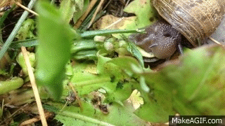 Ecology GIF - Find & Share on GIPHY