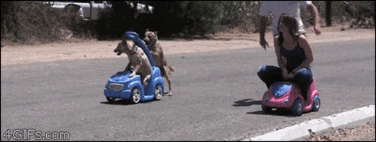 Dogs Race GIF - Find & Share on GIPHY