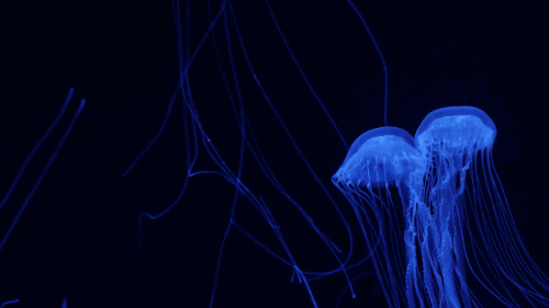 Jellyfish GIF - Find & Share on GIPHY