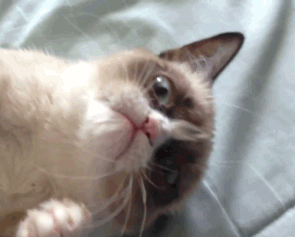 Grumpy Cat Smile Gif