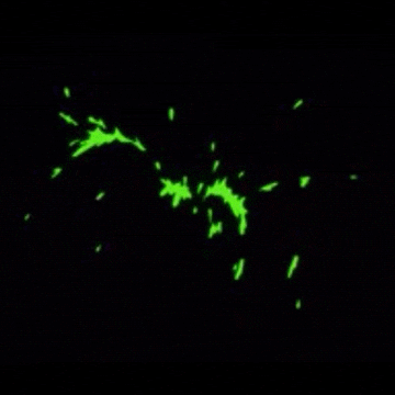 90S Movie Horror GIF by absurdnoise - Find & Share on GIPHY