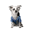 Sick Dog Sticker by Refinery29 for iOS & Android | GIPHY