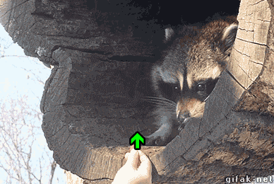 Ears GIF - Find & Share on GIPHY