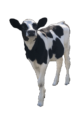 Cow Dairy Sticker by 3L Innovations for iOS & Android | GIPHY