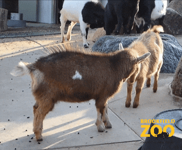 Fight Goat GIF by Brookfield Zoo - Find & Share on GIPHY