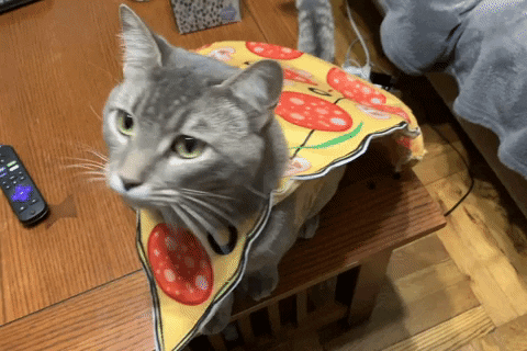 Lord Hobo The Cat GIF by Alex Anderson - Find & Share on GIPHY