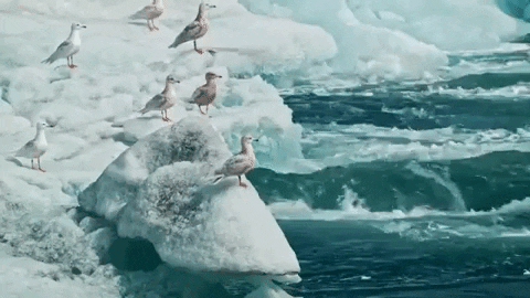 Climate Change GIF - Find & Share on GIPHY