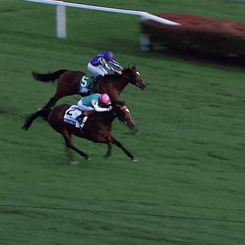 Enable Horse GIF by World Horse Racing - Find & Share on GIPHY