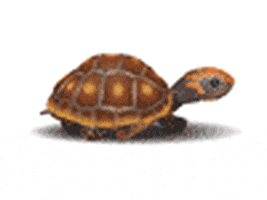 Animated Turtle Walking GIFs - Find & Share on GIPHY